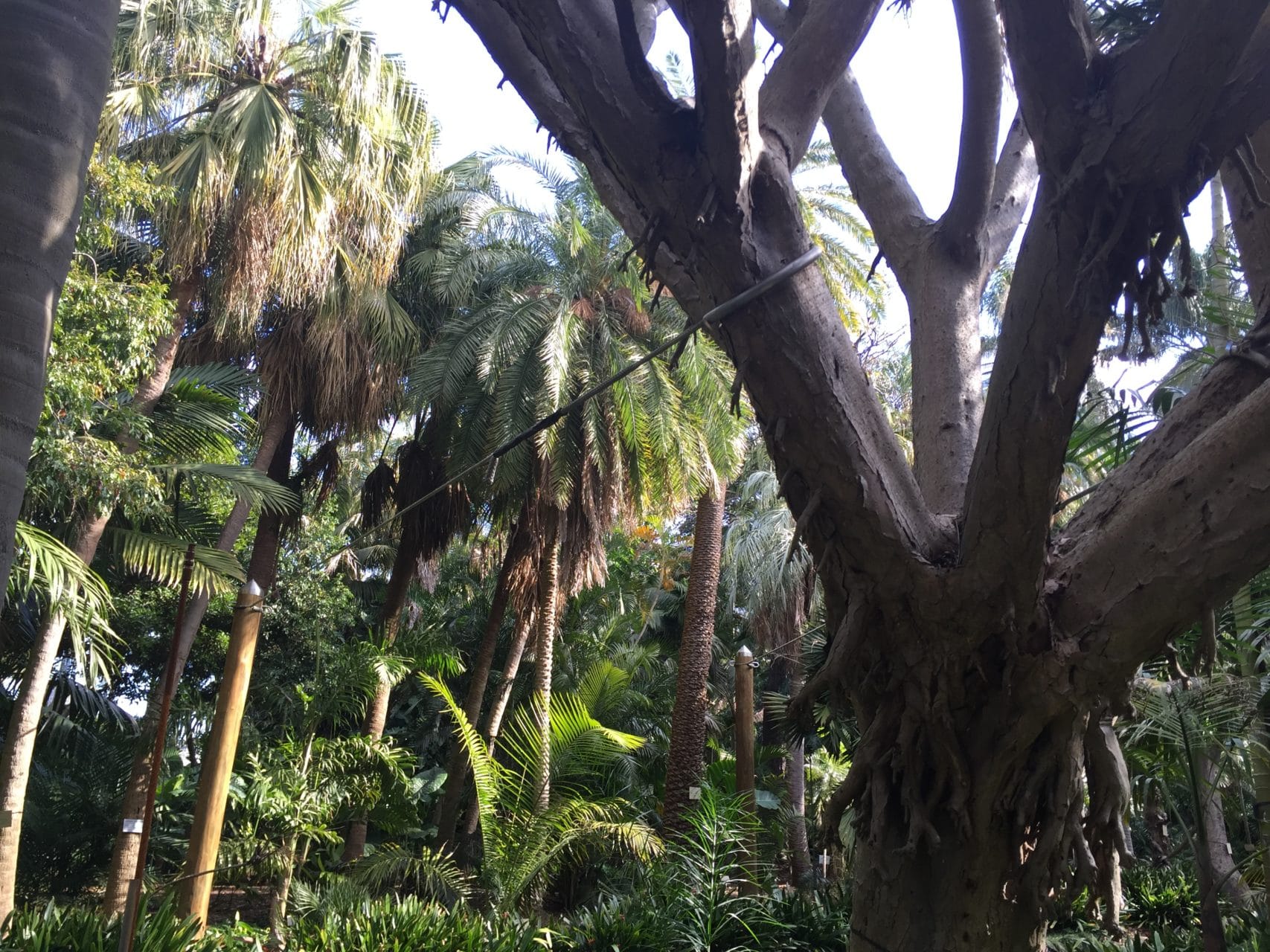 BOUNDARY LINES & TREES // ASK BOHMER | Bohmers Tree Care